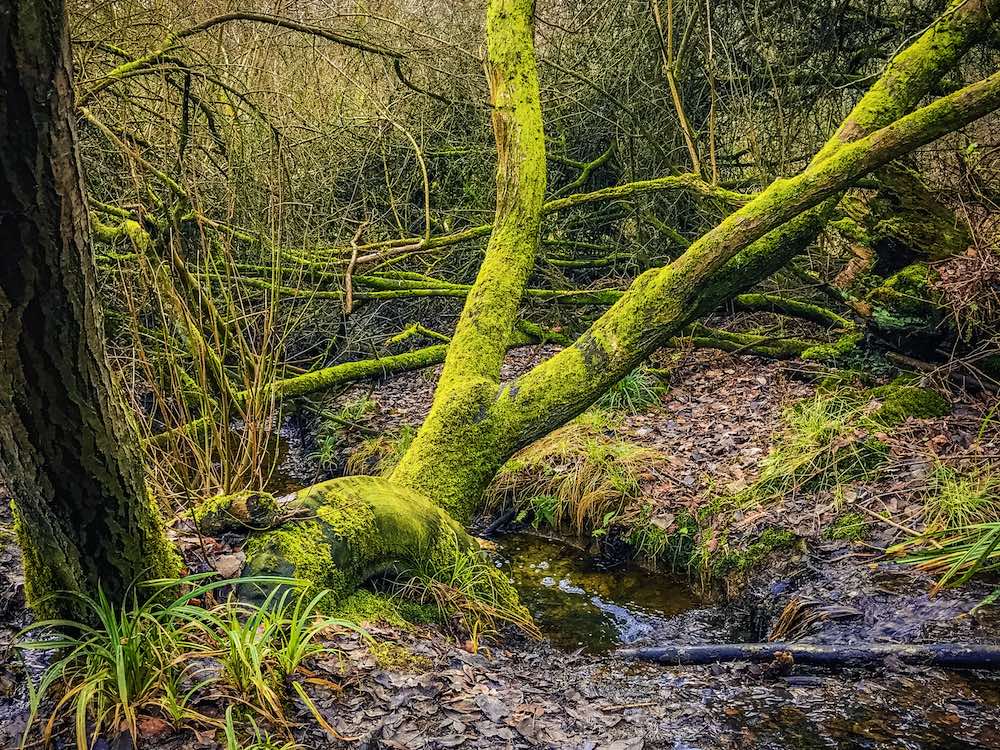 Views over London visit Stanmore Country Park (London Loop) - Part 1